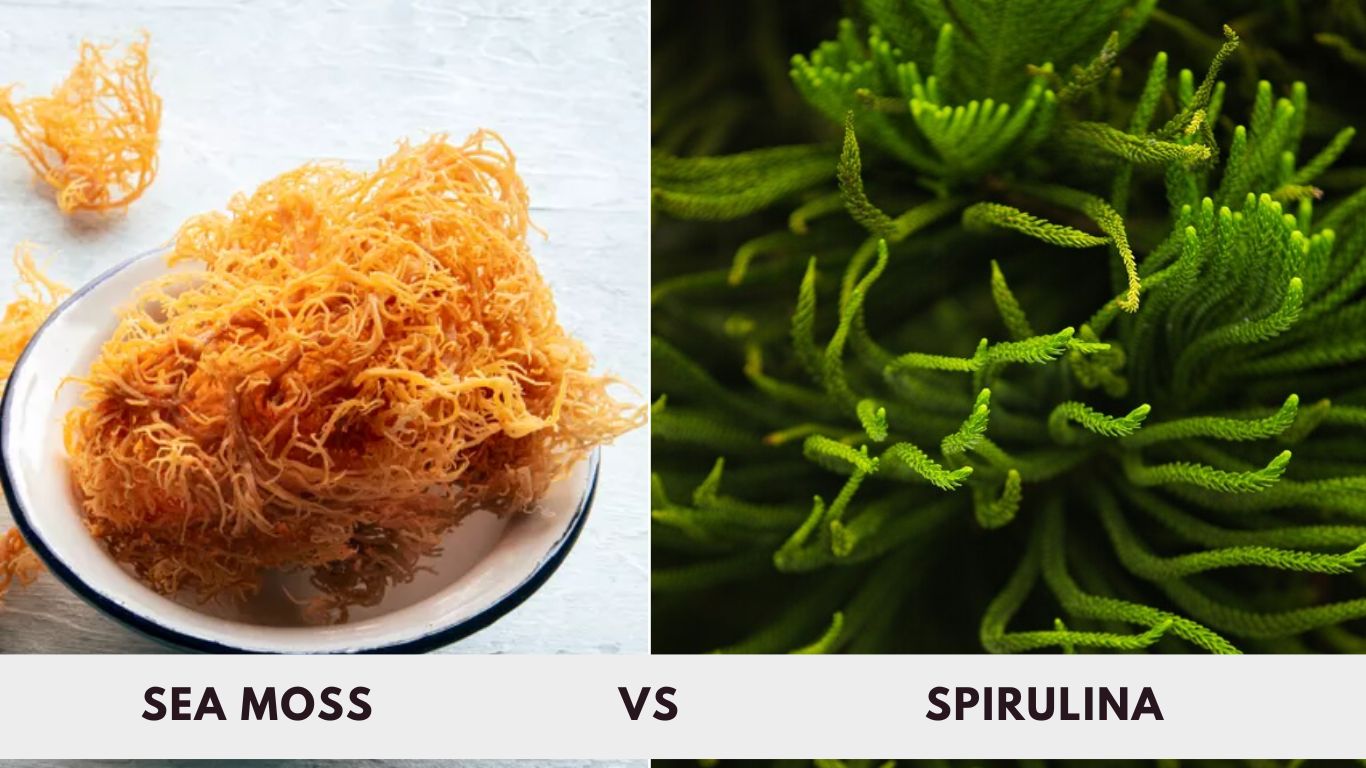 Sea Moss vs Spirulina: Nutritional Benefits & Key Differences – Herbal ...